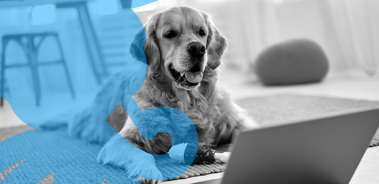 Do You Need to Implement Pet Screening as a Property Manager? - Snappt
